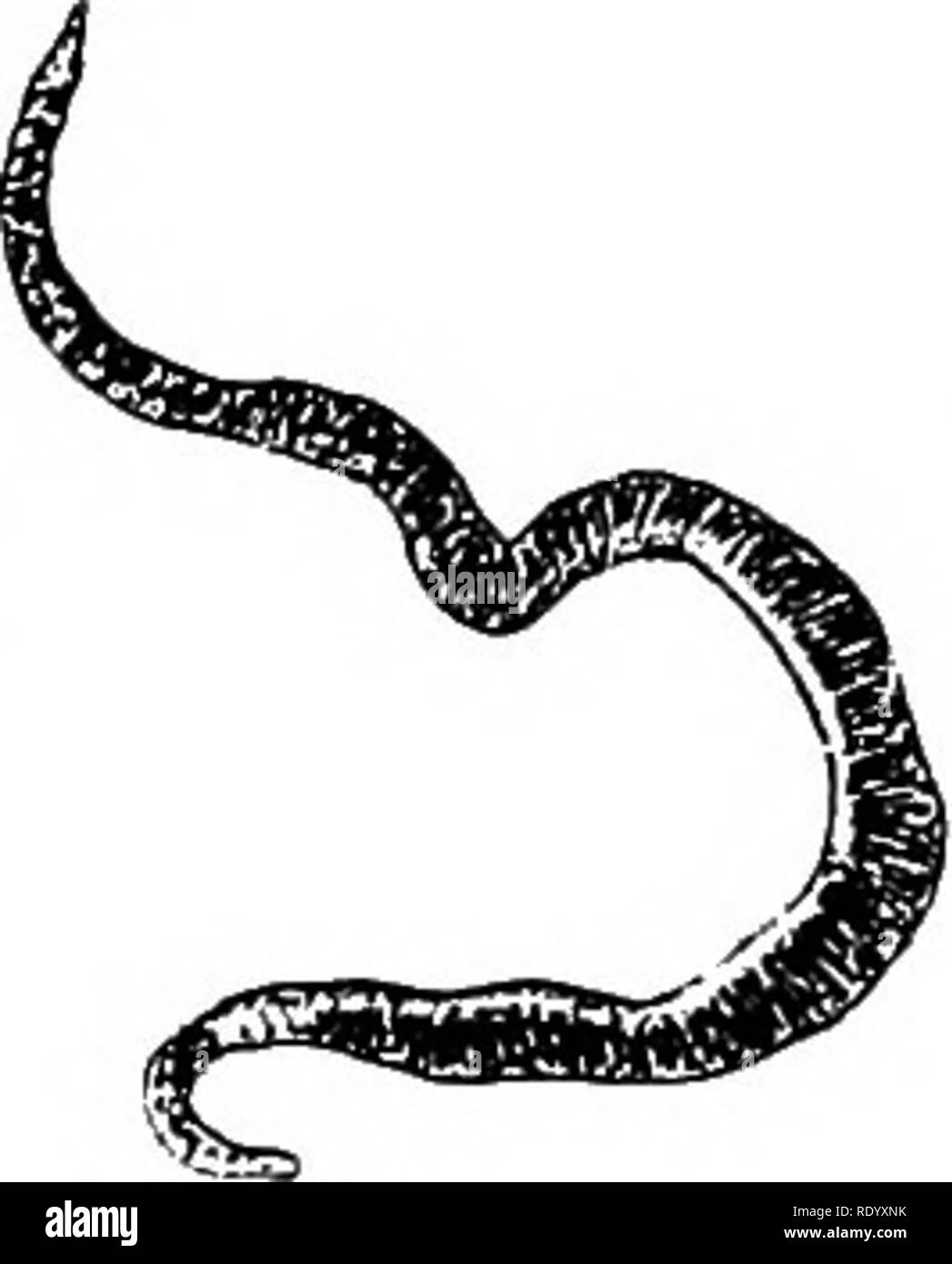 Marine parasite with eggs hi-res stock photography and images - Alamy