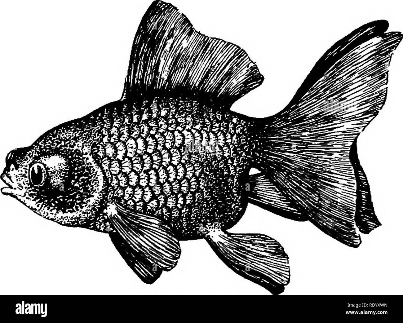 Pinhead size hi-res stock photography and images - Alamy