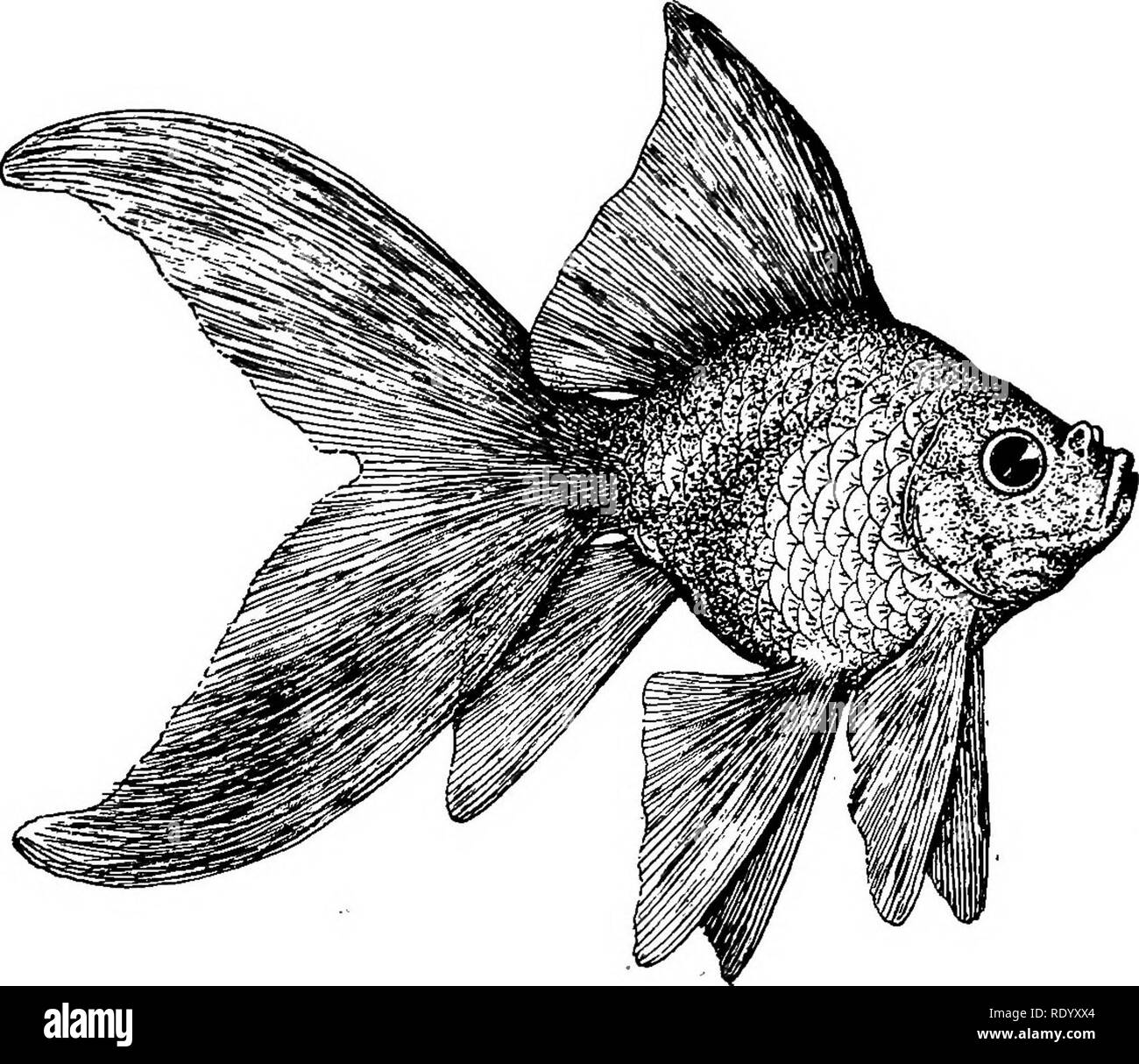 . Goldfish breeds and other aquarium fishes, their care and propagation ...