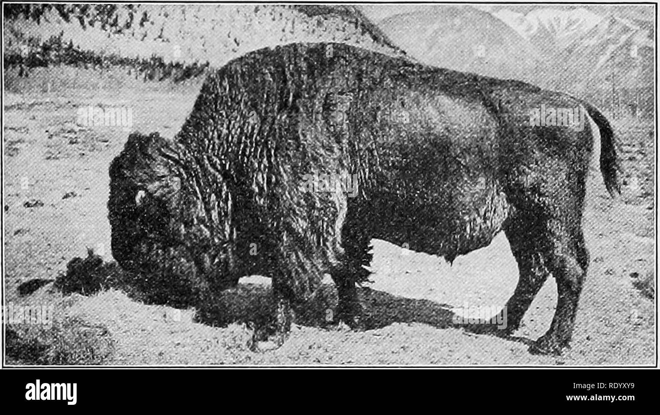 Several horned animals Black and White Stock Photos & Images - Alamy