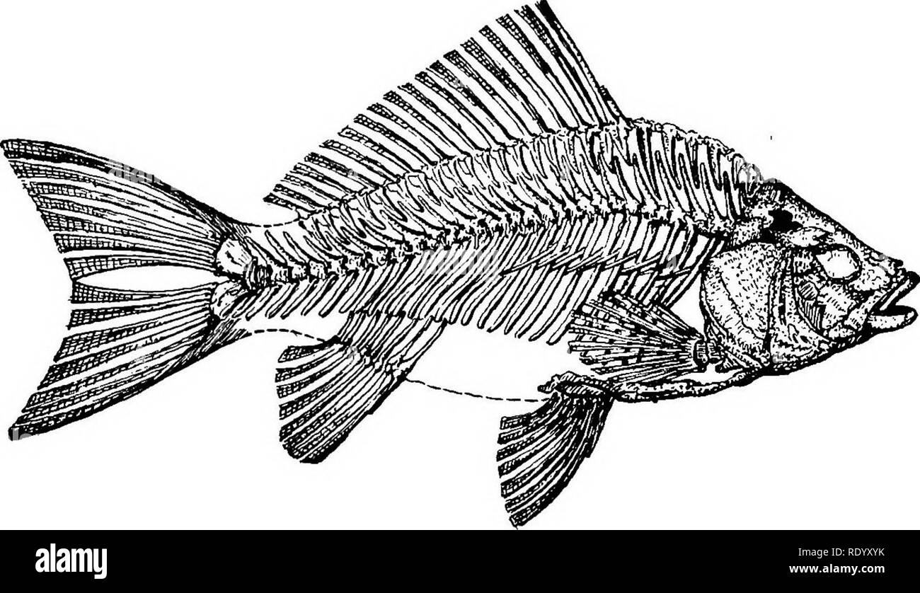 Goldfish Skeleton
