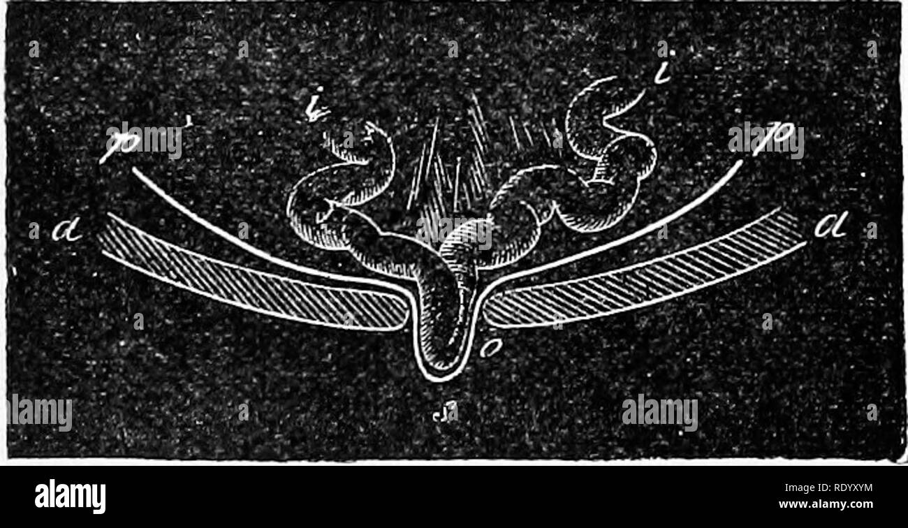 . Manual of operative veterinary surgery. Veterinary surgery. Pig. 874 ...