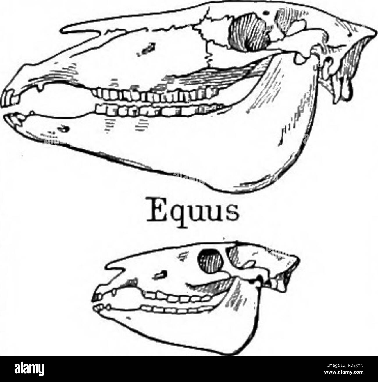 eohippus drawing