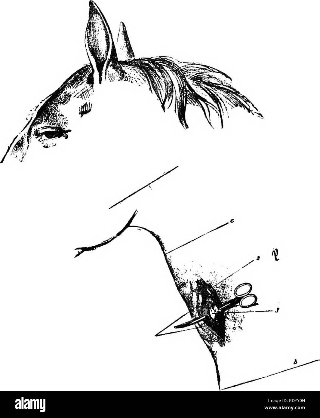 . Manual of operative veterinary surgery. Veterinary surgery ...