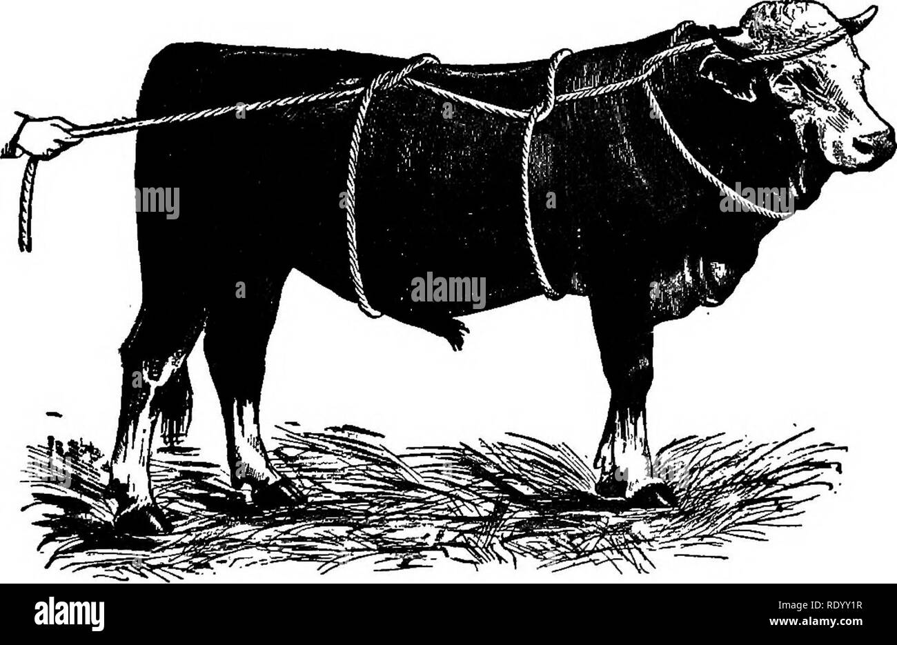 . A treatise on surgical therapeutics of domestic animals. Veterinary ...