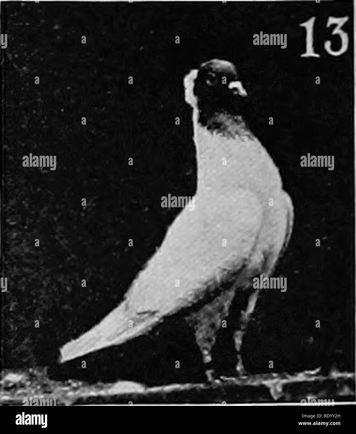 English Barb Pigeon English Barb