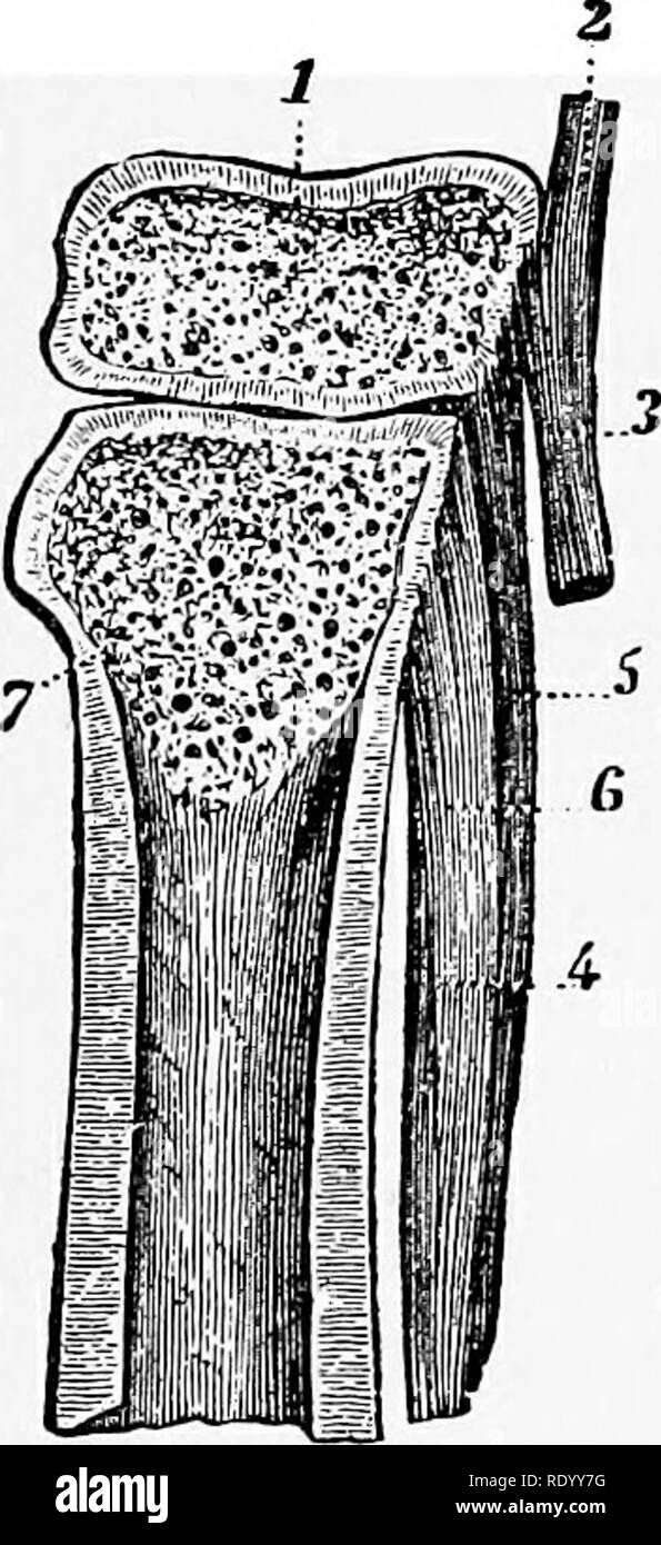 Fetlock Black and White Stock Photos & Images - Alamy