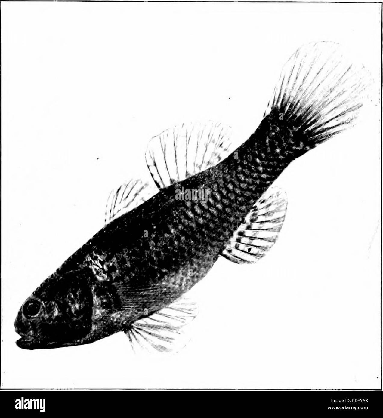 Dormitator maculatus hi-res stock photography and images - Alamy