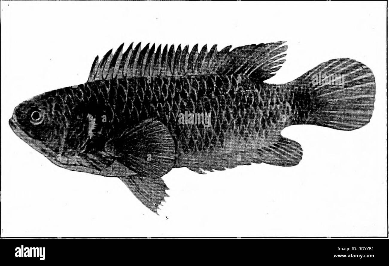 Anabas fish hi-res stock photography and images - Alamy