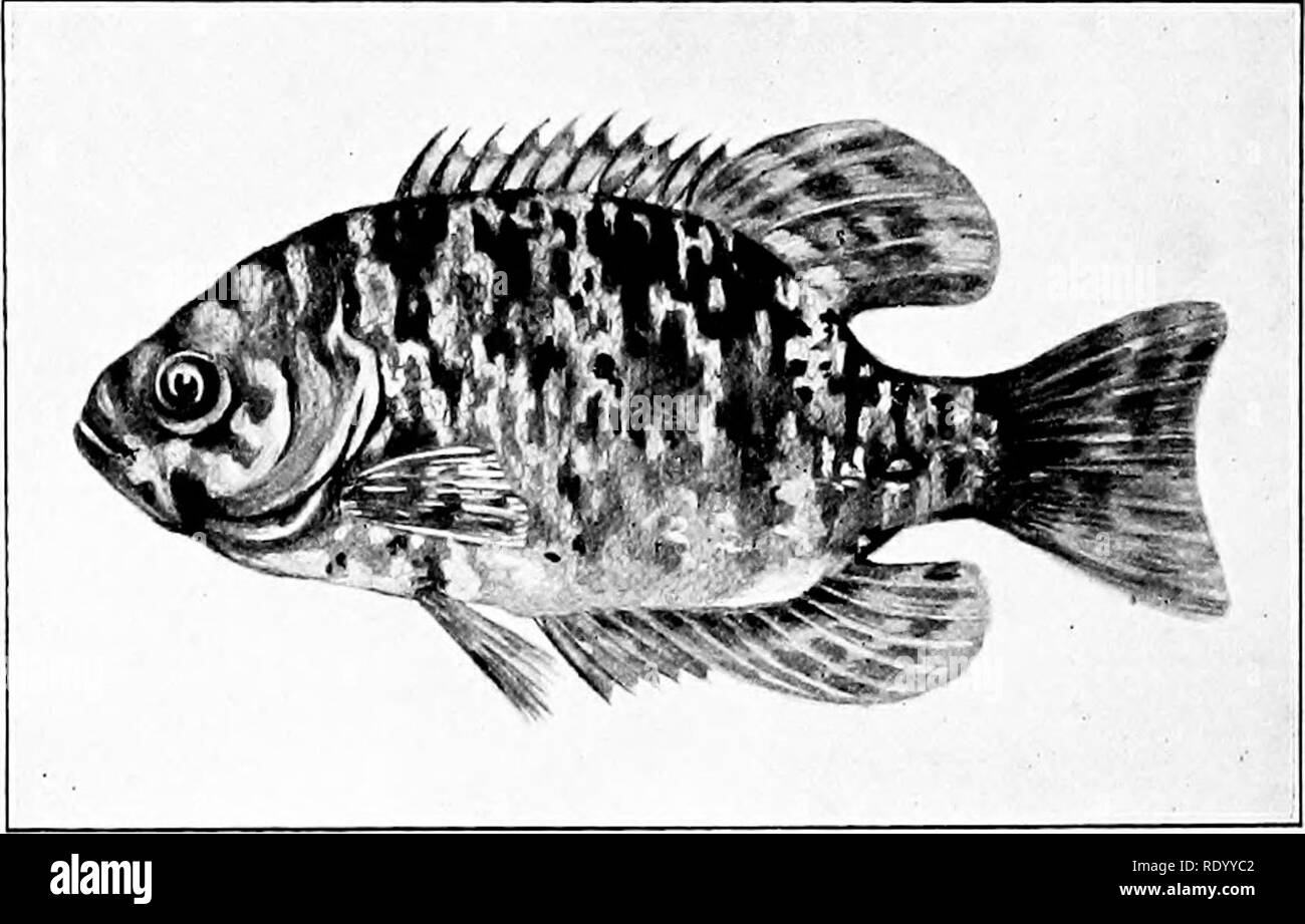 . The freshwater aquarium and its inhabitants; a guide for the amateur ...