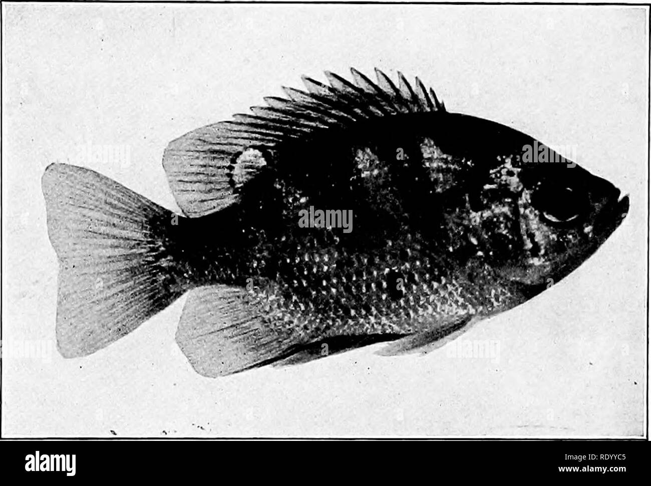 Sunny Fish Profile For Sunny Fishing Adventures
