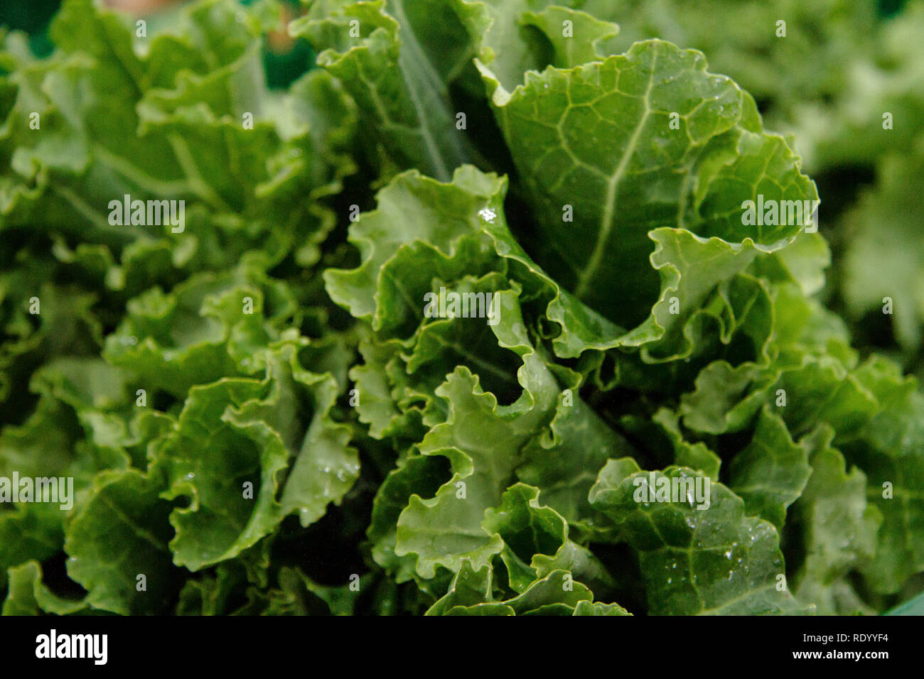 Verduras hi-res stock photography and images - Alamy