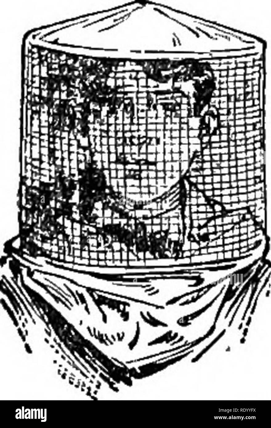 . Beekeeping for Connecticut. Bees; Bees; Bees. Figure 14. Junior ...