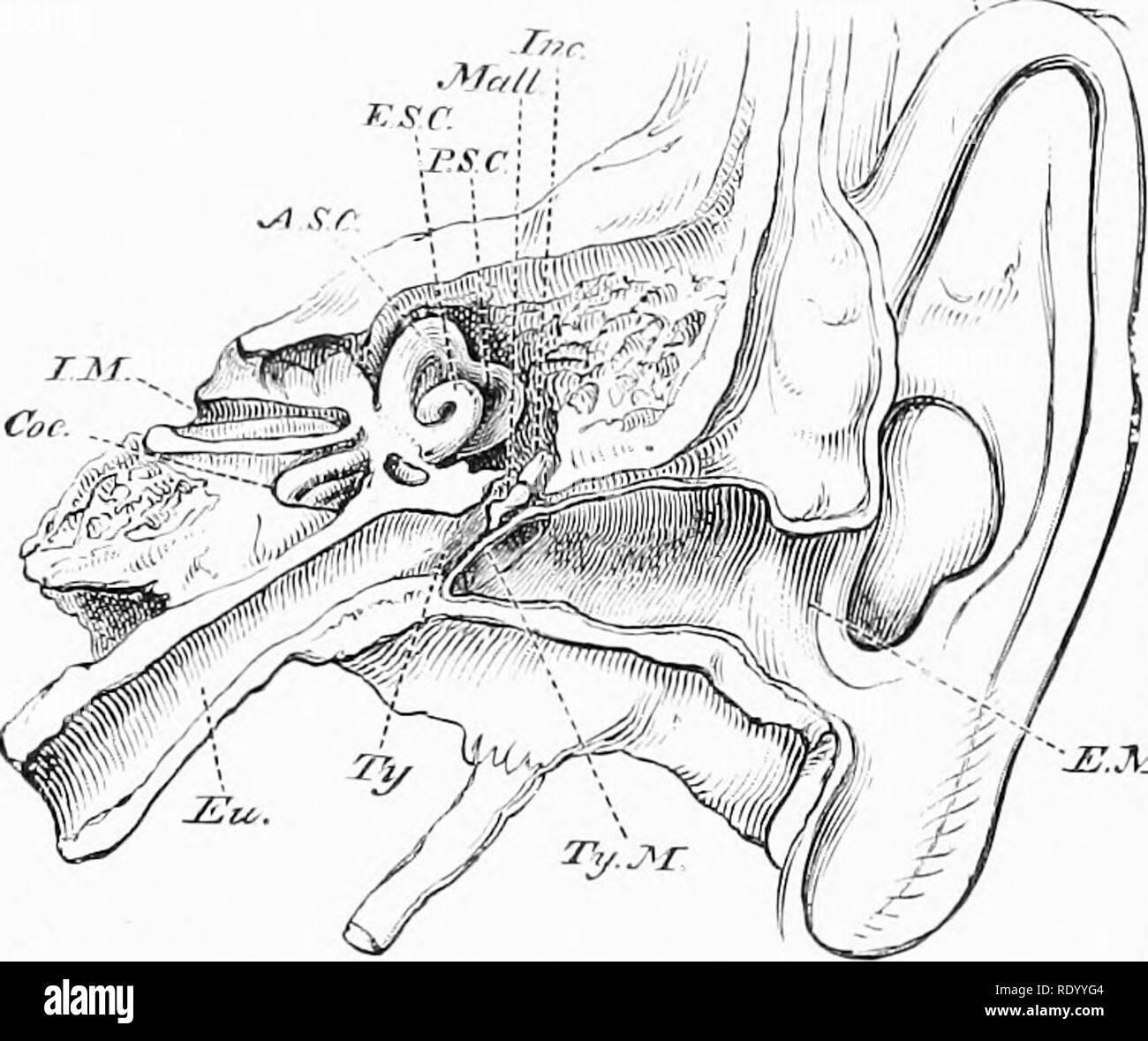 Tympanic membrane Black and White Stock Photos & Images - Alamy