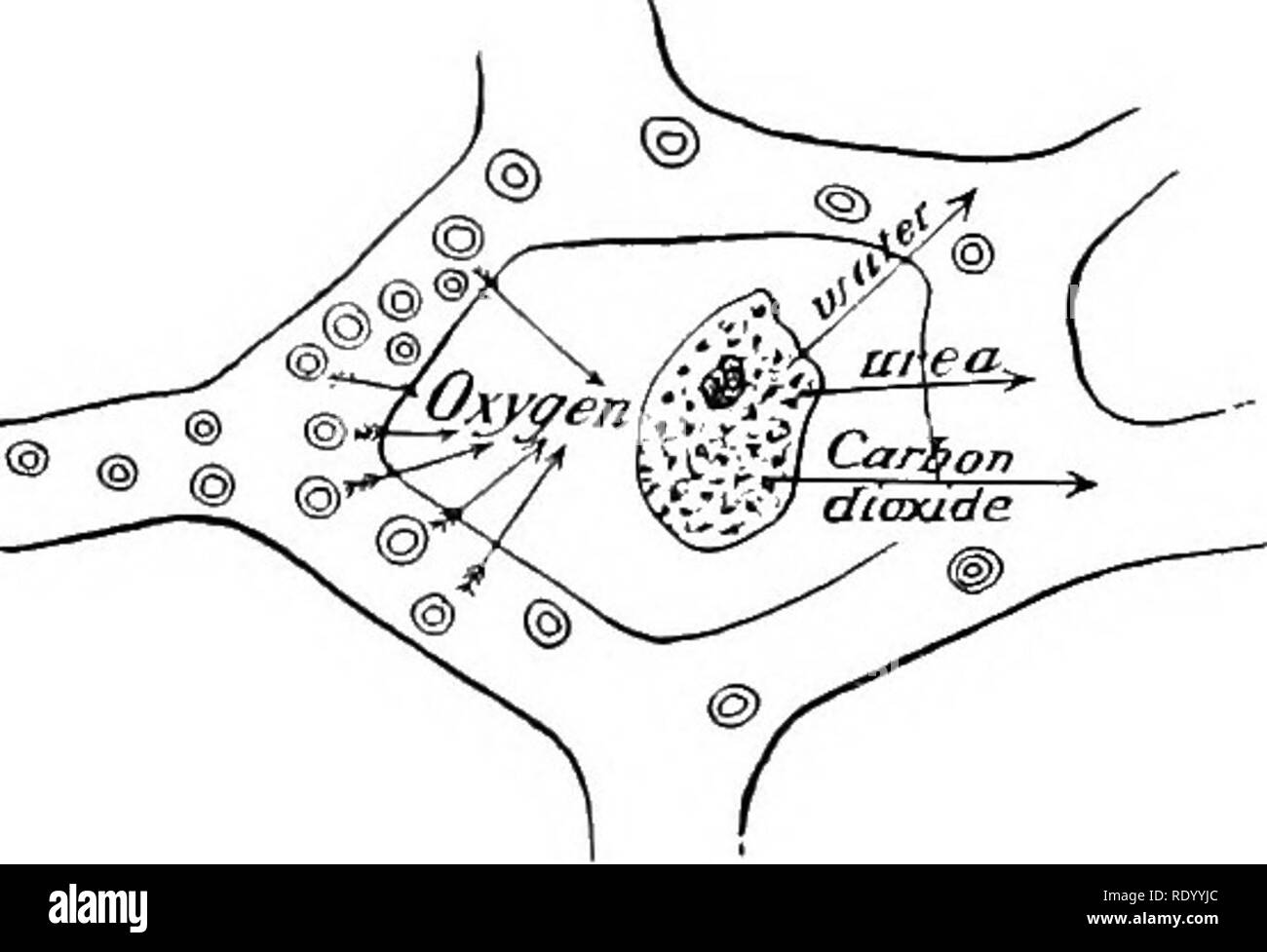 . Essentials of biology presented in problems. Biology. 390 RESPIRATION ...