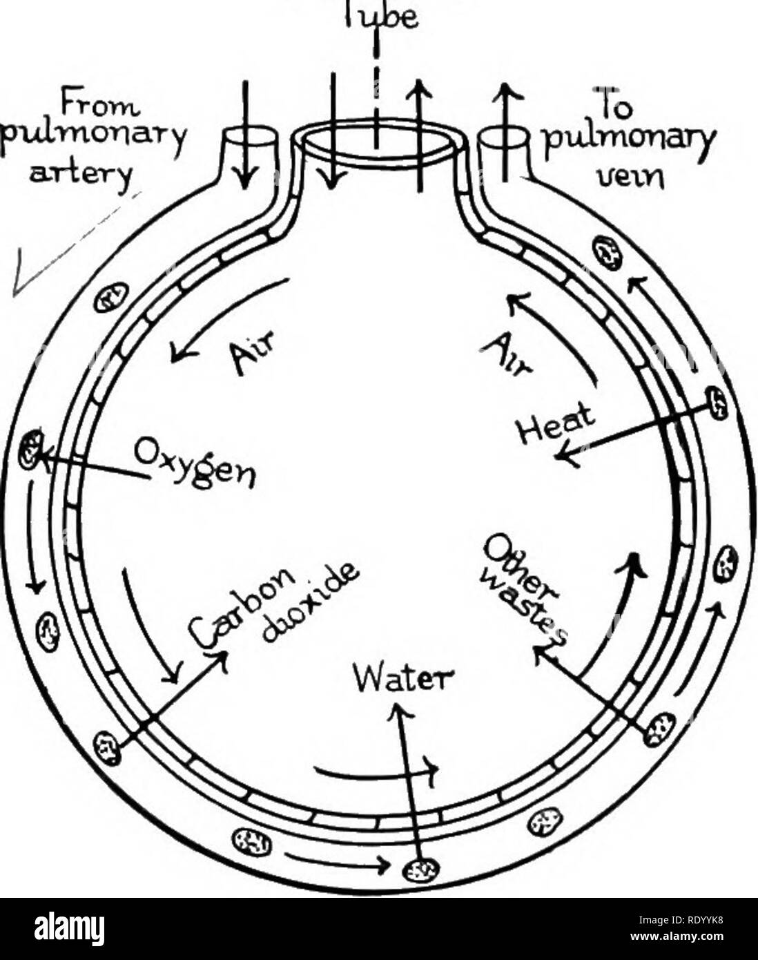 Mouth respiration Black and White Stock Photos & Images - Alamy