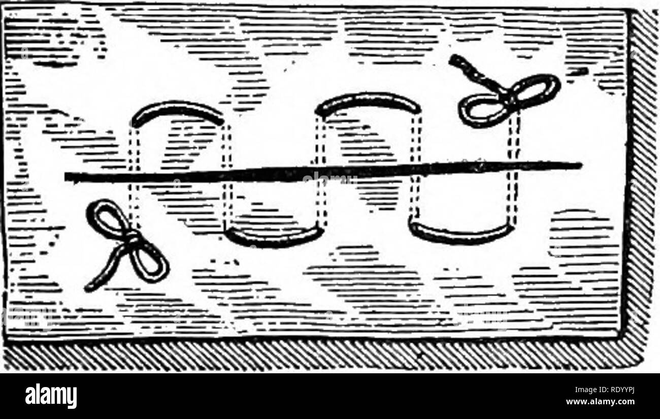 . Manual of operative veterinary surgery. Veterinary surgery. Fig. 195 ...