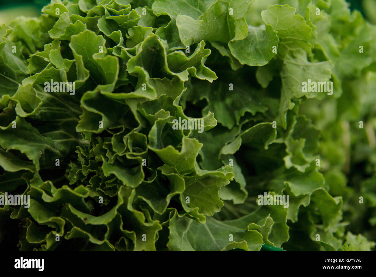 Verduras hi-res stock photography and images - Alamy