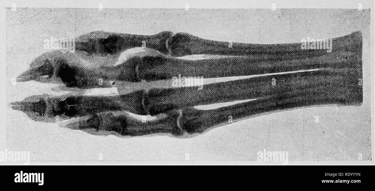 . Surgical diseases of the dog and cat, with chapters on anaesthetics ...