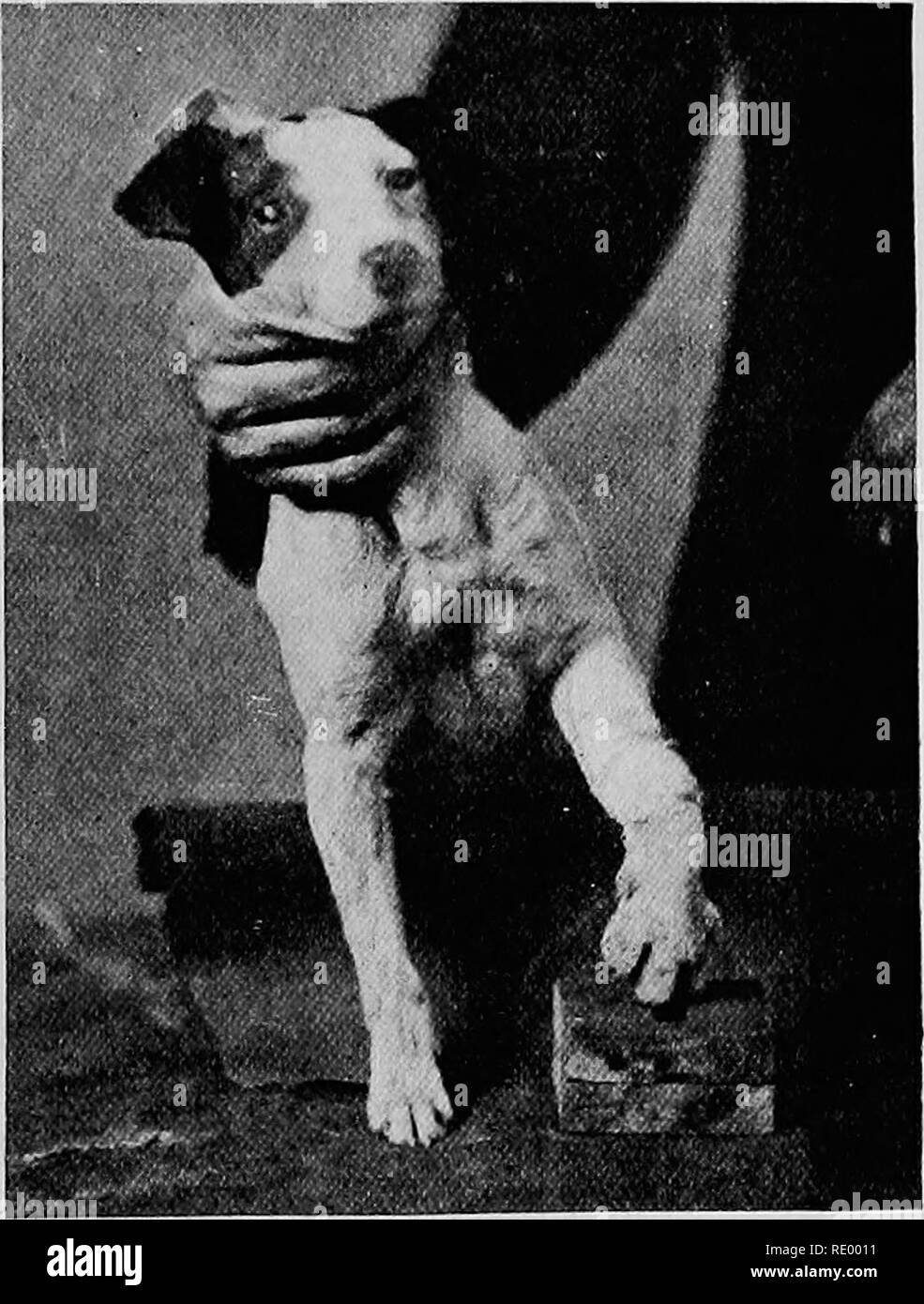 How Do You Keep A Bandage On A Dogs Tail