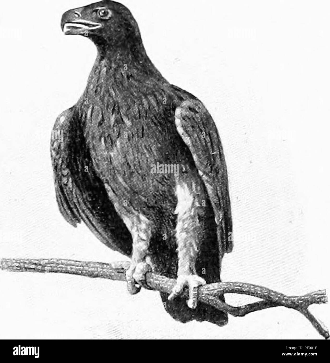 Protectively colored birds hi-res stock photography and images - Alamy