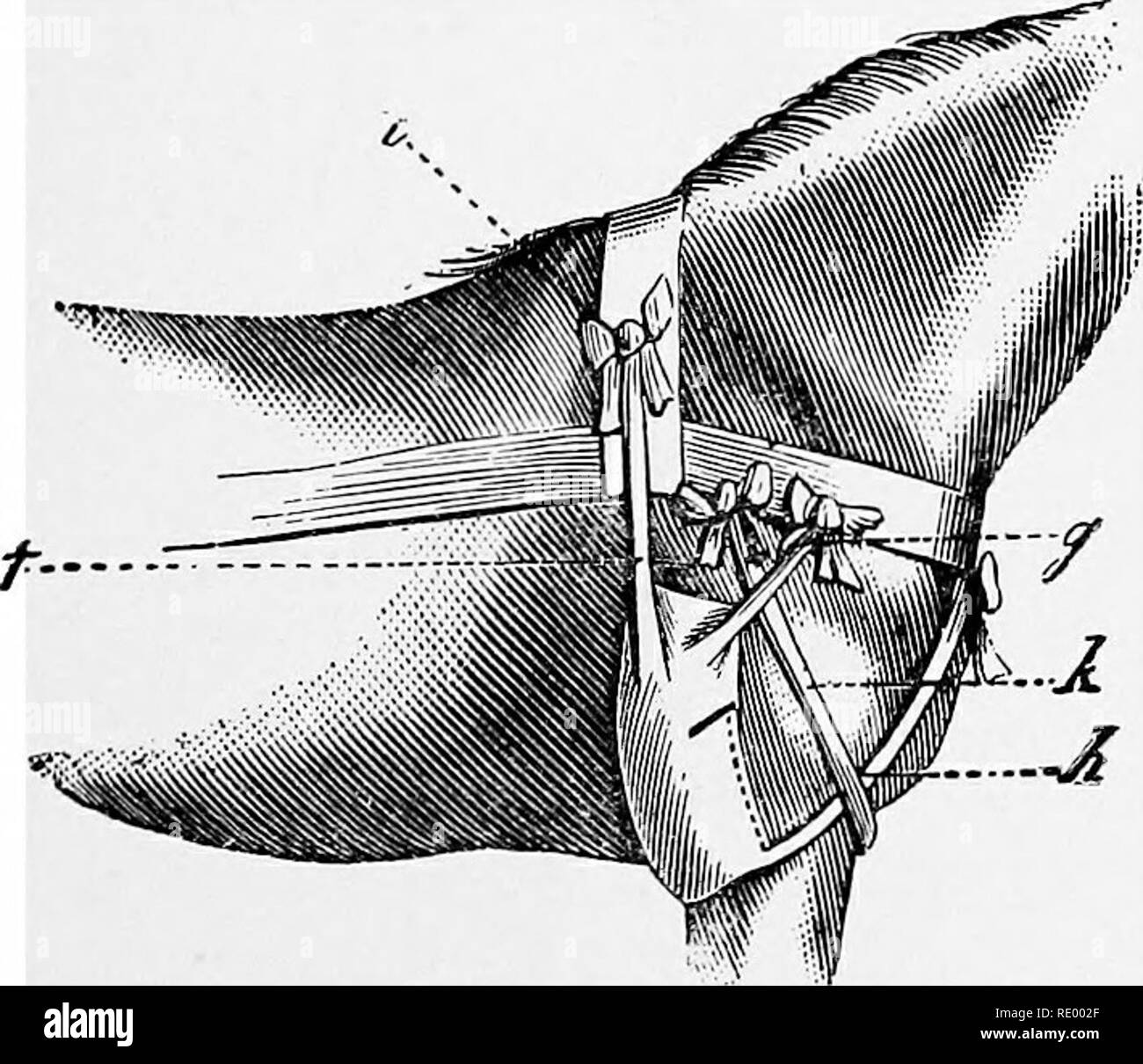 Pig elbow Black and White Stock Photos & Images - Alamy