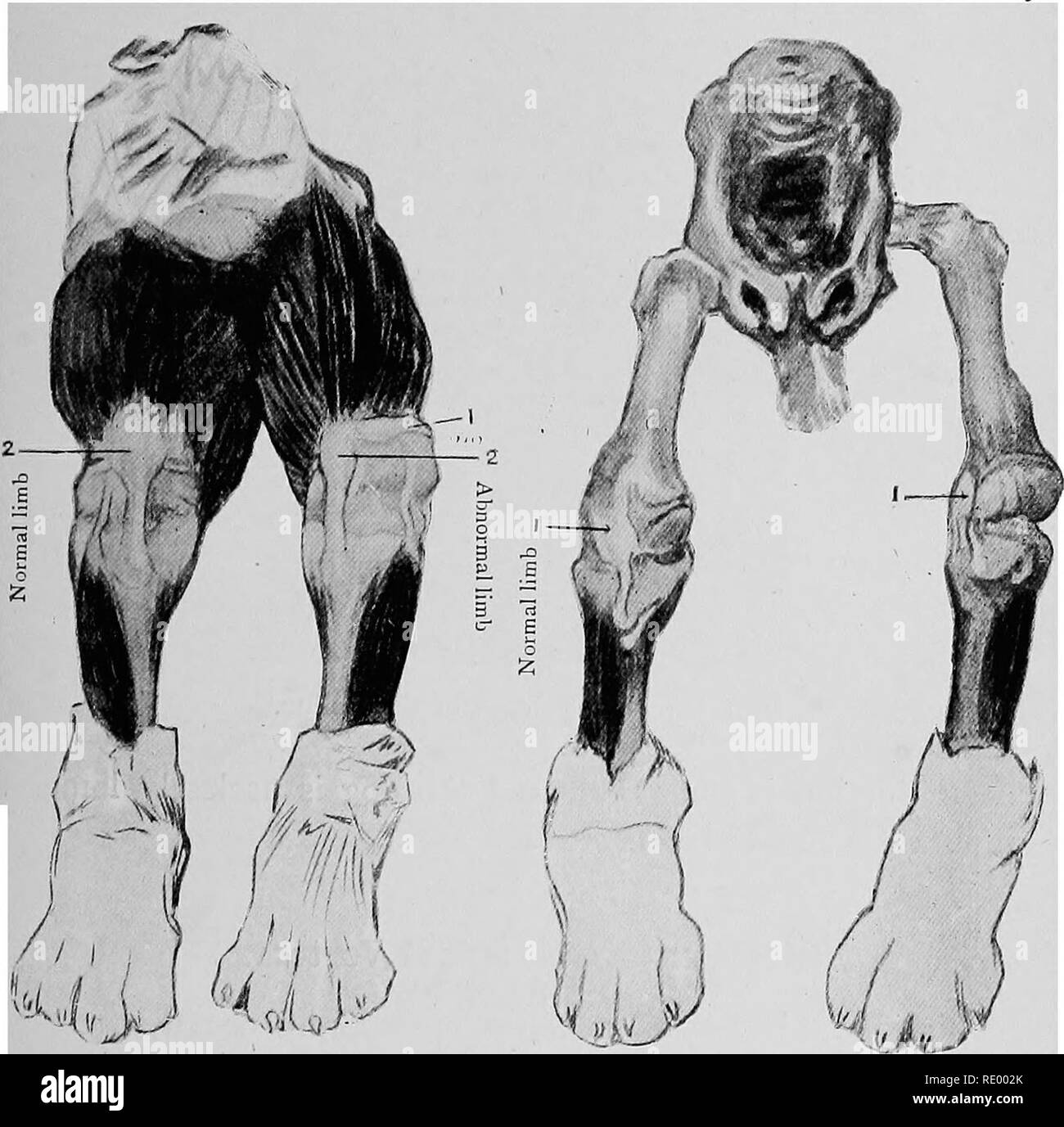 Cat leg extended Black and White Stock Photos & Images - Alamy