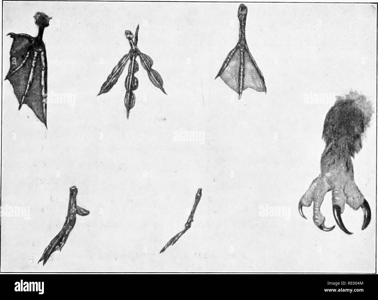 Feet on scales Black and White Stock Photos & Images - Alamy