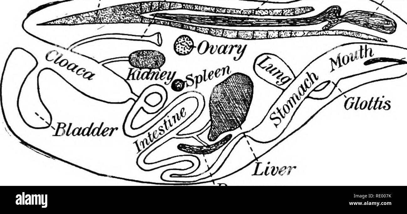 . Essentials of biology presented in problems. Biology. THE VERTEBRATE ...