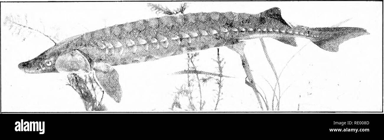 . Essentials of biology presented in problems. Biology. Sand shark, an ...