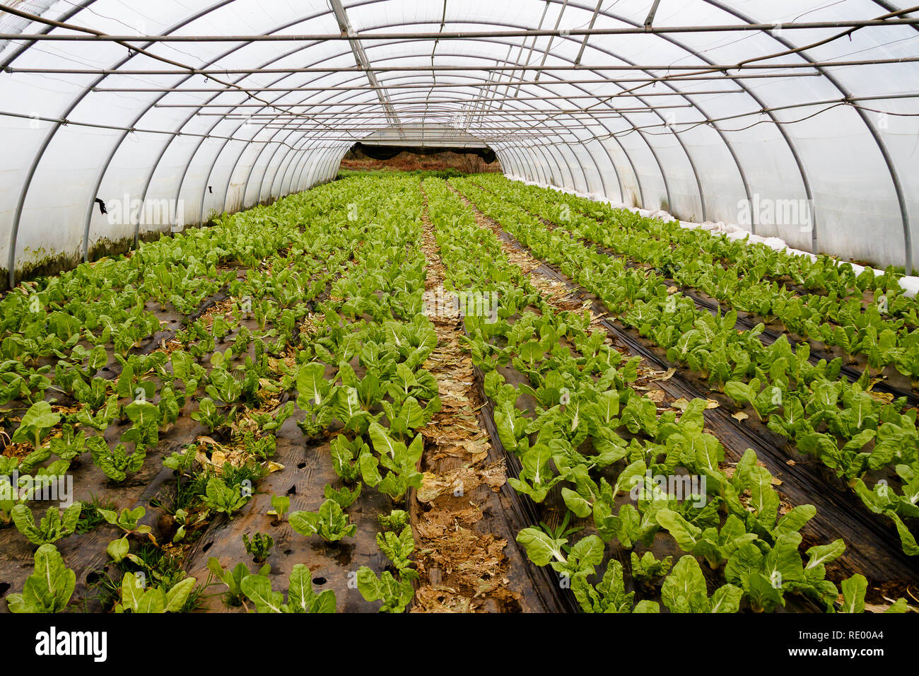 invernaderos de verduras Stock Photo - Alamy
