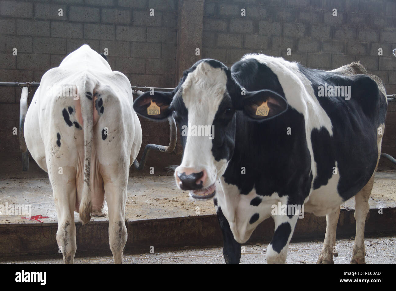 Ganado vacas lecheras hi-res stock photography and images - Alamy