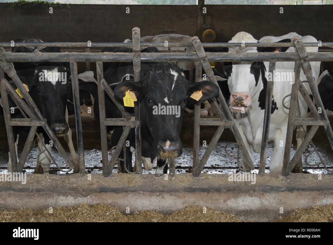 Ganado vacas lecheras hi-res stock photography and images - Alamy