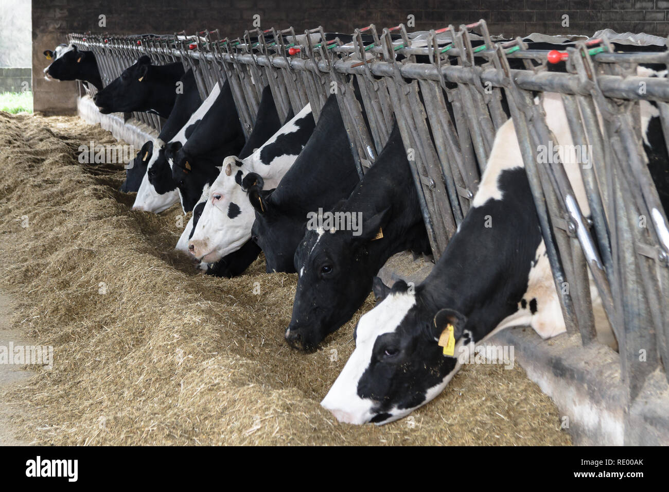 Ganado vacas lecheras hi-res stock photography and images - Alamy