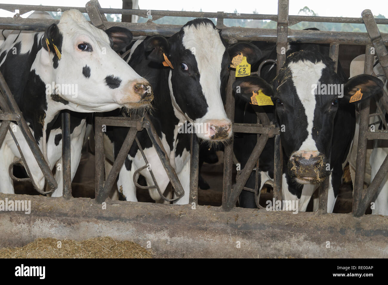 Ganado vacas lecheras hi-res stock photography and images - Alamy
