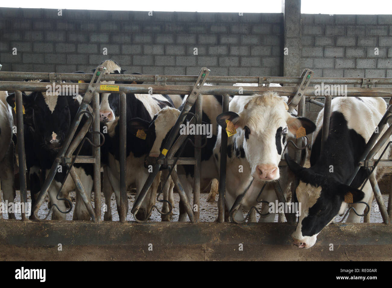 Ganaderia extensiva hi-res stock photography and images - Alamy