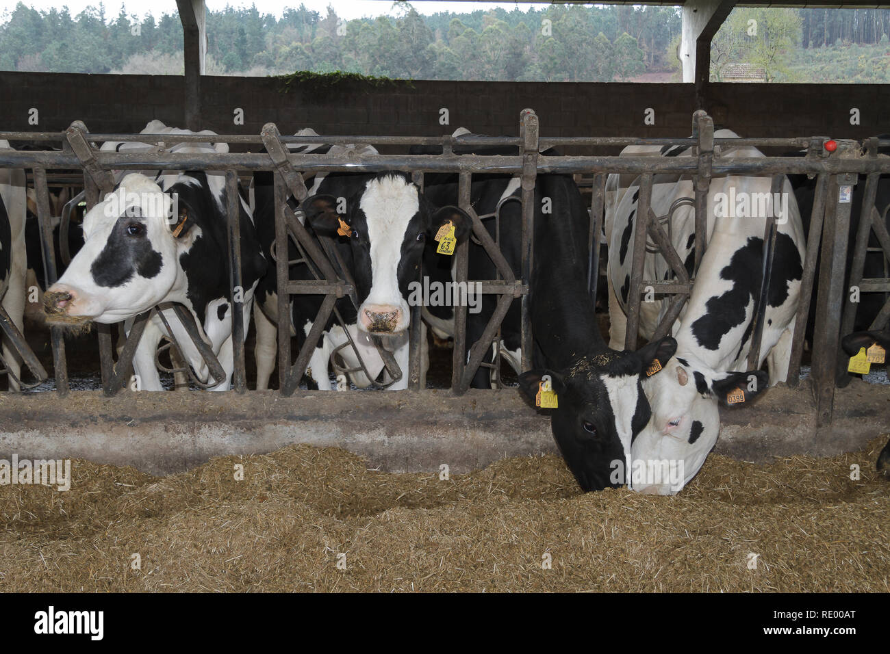 Ganado vacas lecheras hi-res stock photography and images - Alamy