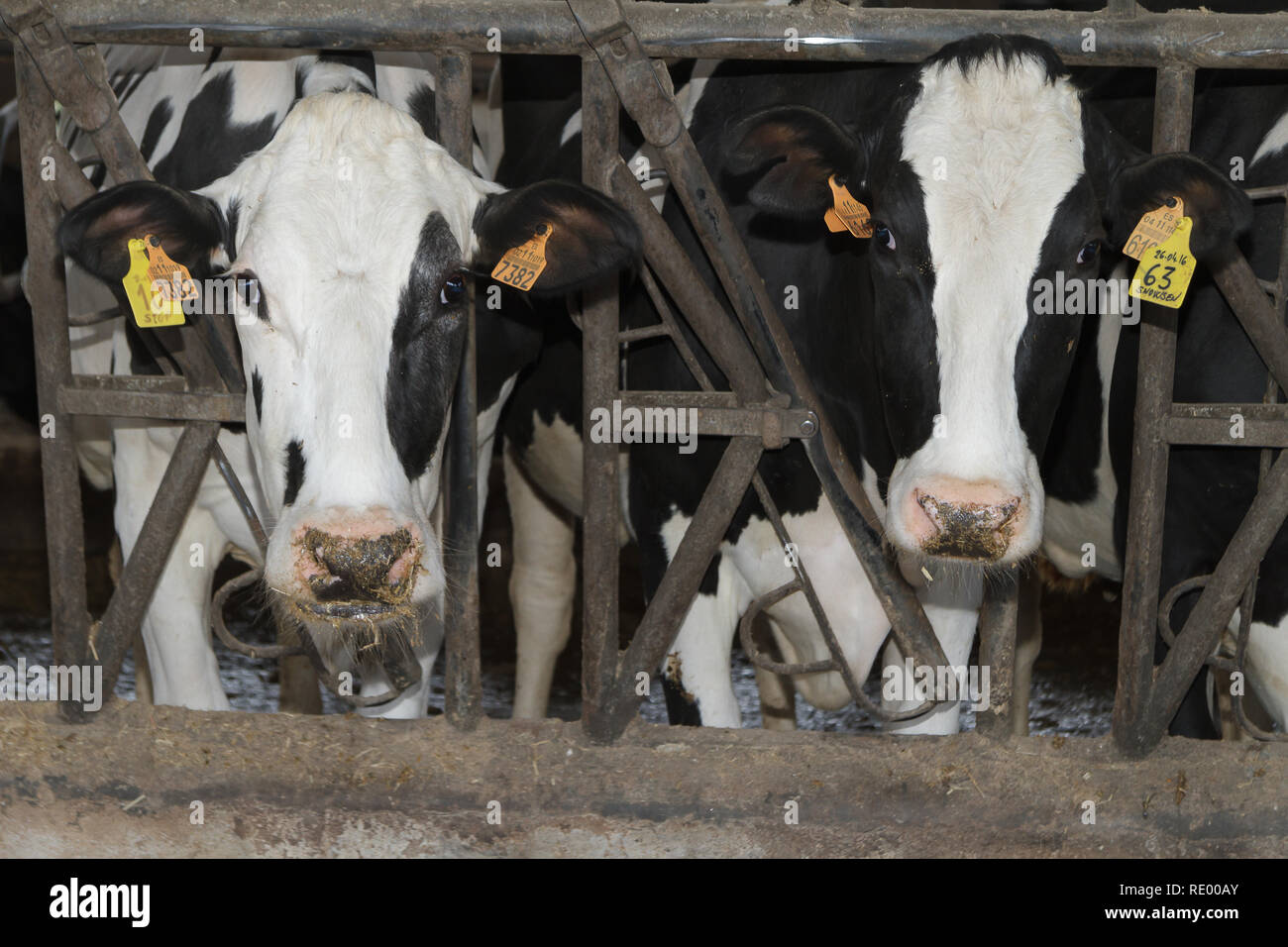 Vacas lecheras hi-res stock photography and images - Alamy