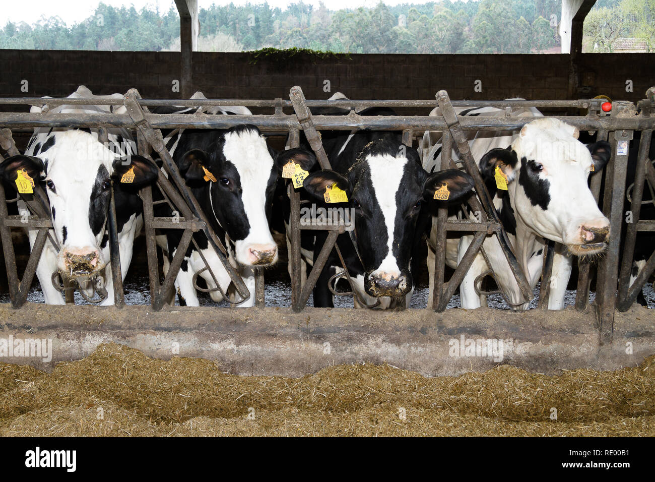 Ganado vacas lecheras hi-res stock photography and images - Alamy