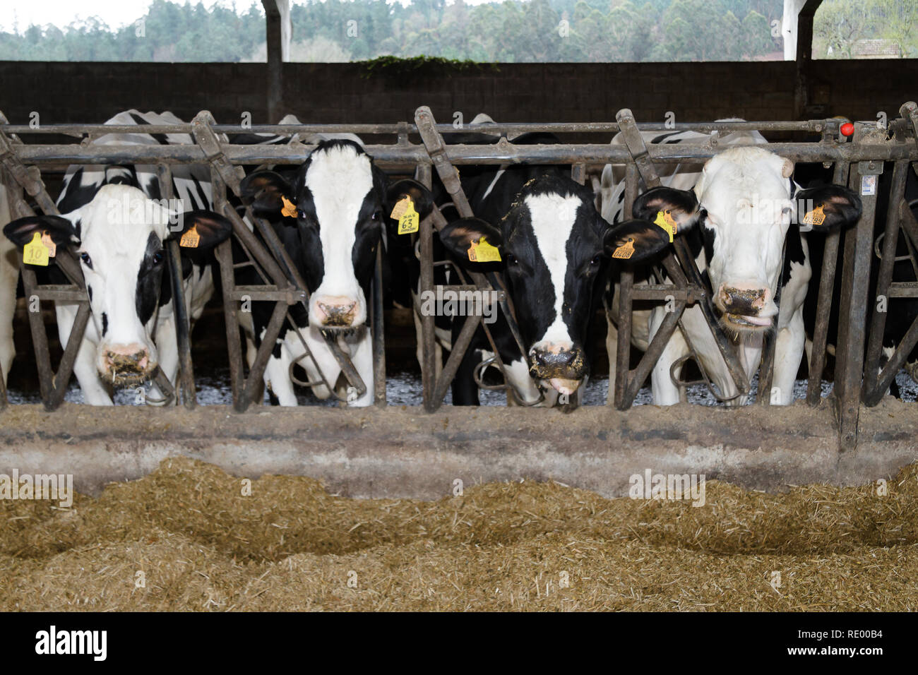 Ganado vacas lecheras hi-res stock photography and images - Alamy