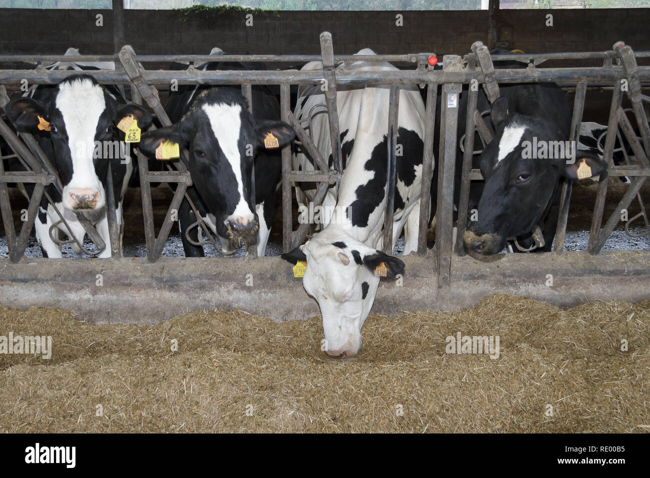 Ganado vacas lecheras hi-res stock photography and images - Alamy