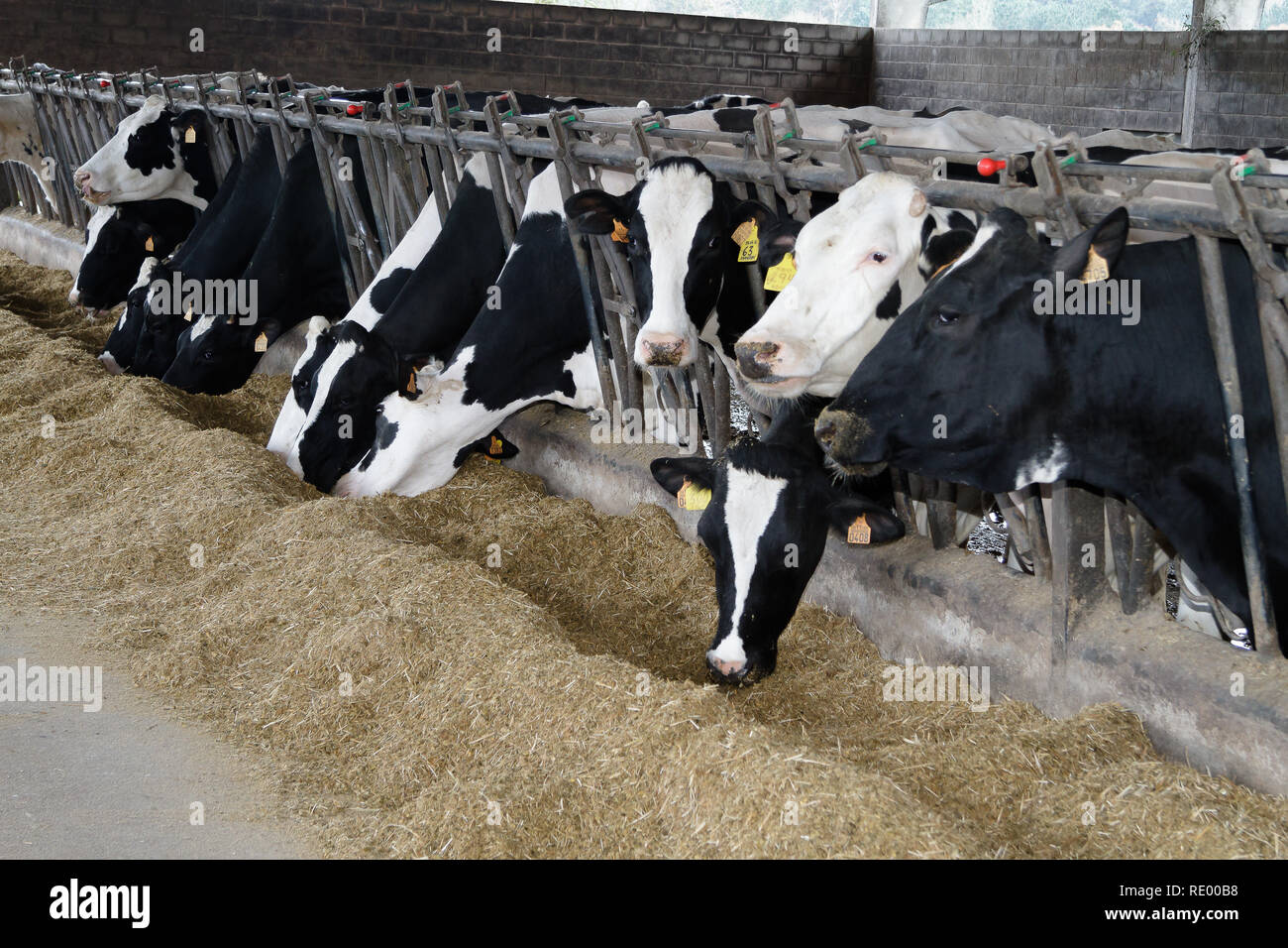 Ganado vacas lecheras hi-res stock photography and images - Alamy