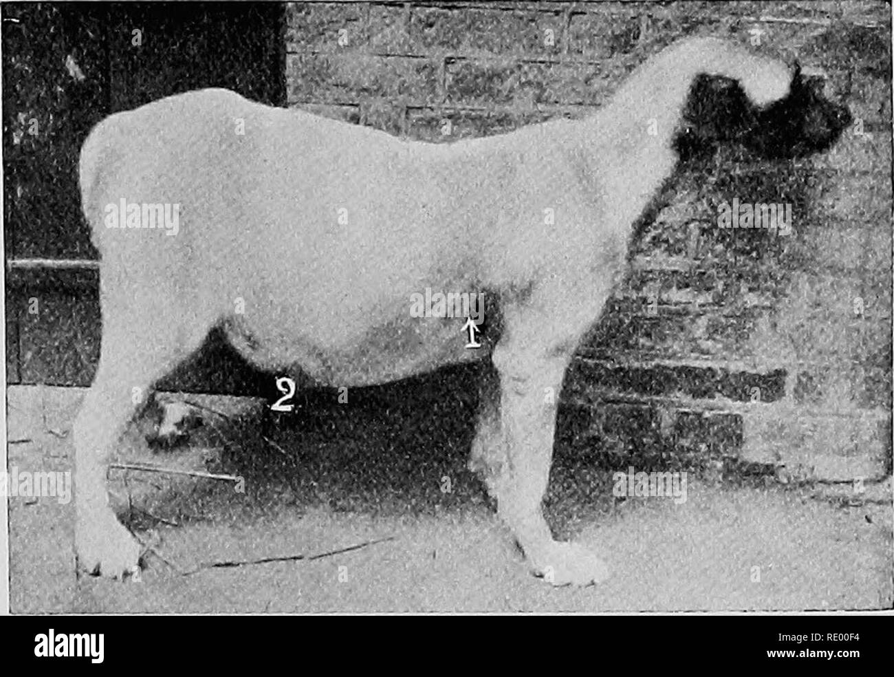 . Surgical diseases of the dog and cat, with chapters on anaesthetics ...