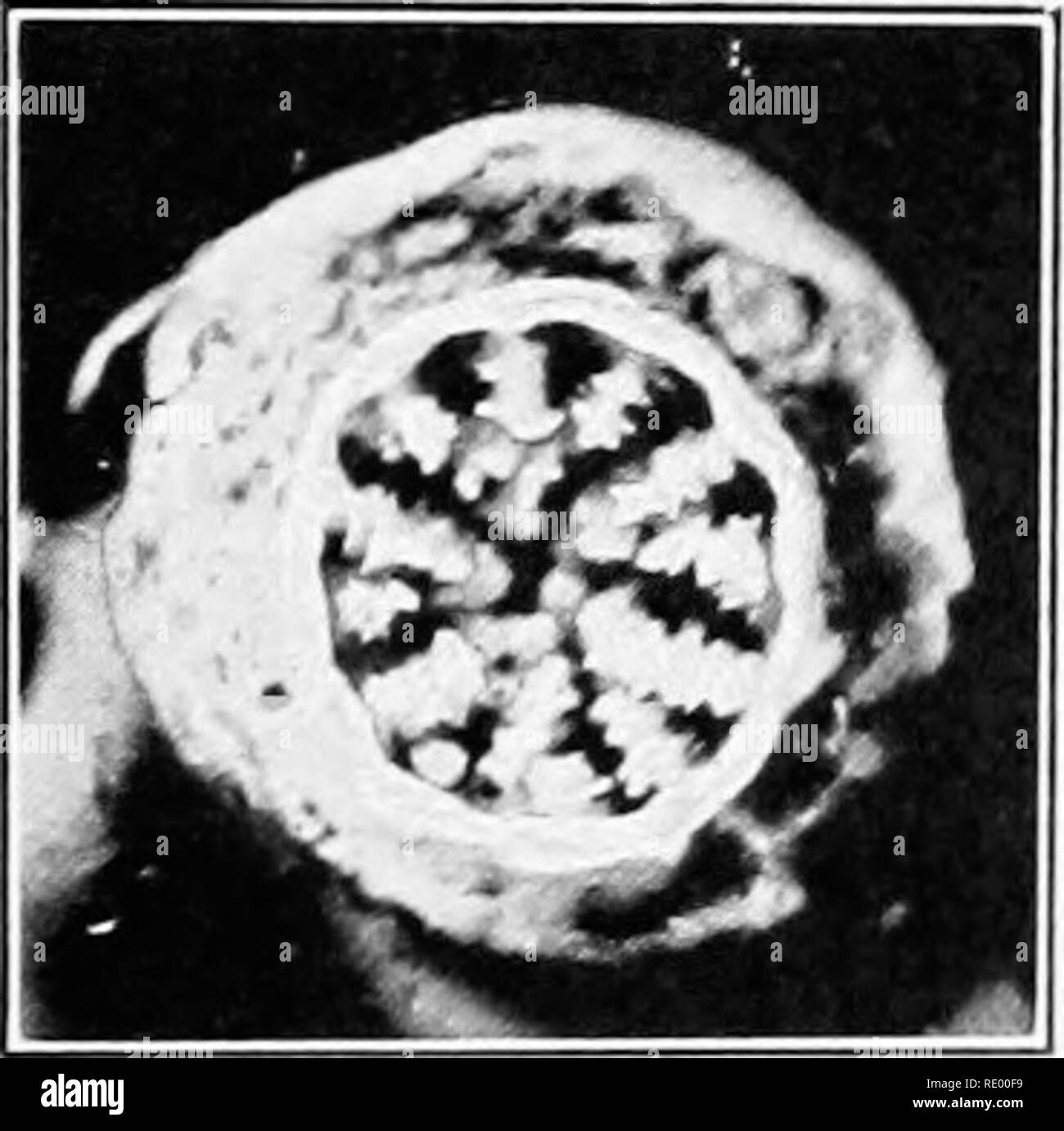 Golden hydra hi-res stock photography and images - Alamy