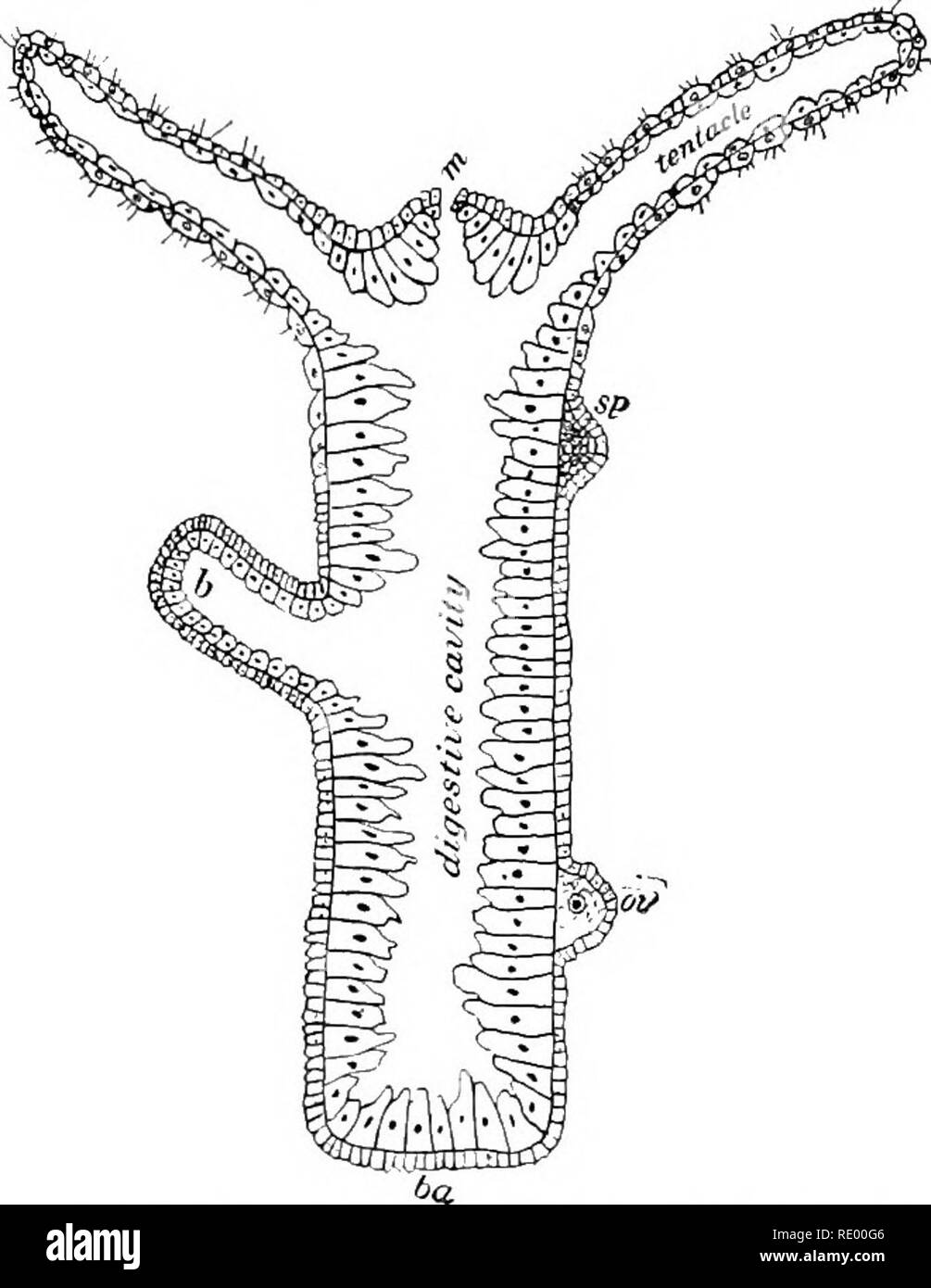 Hydra Animal Diagram