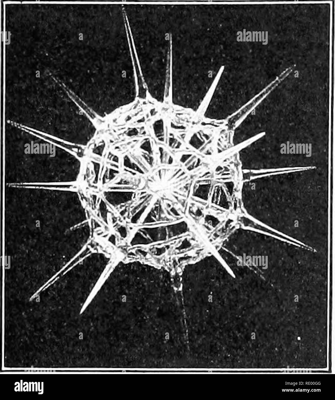 Building made of shells Black and White Stock Photos & Images - Alamy