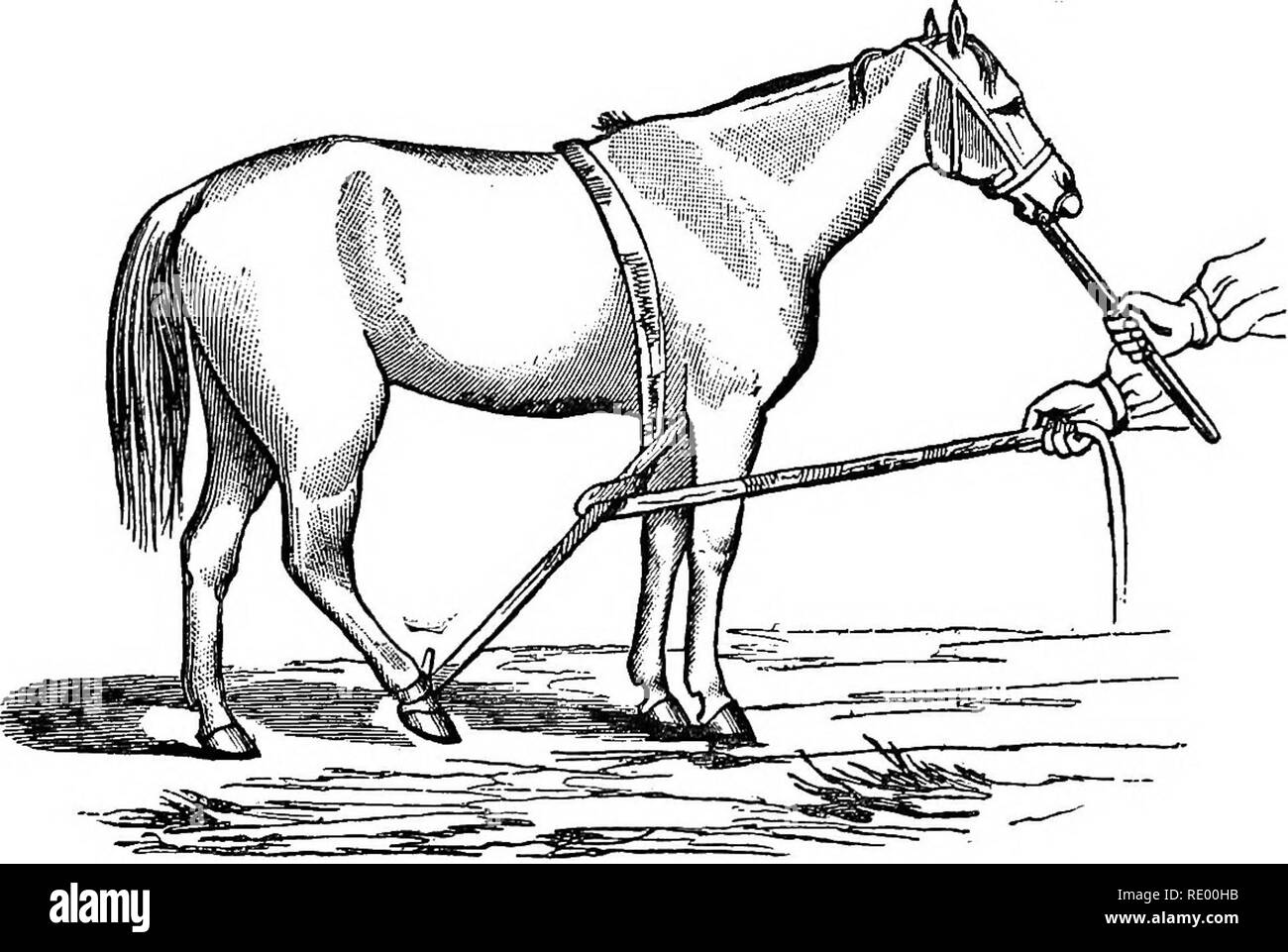 Hobble knot Black and White Stock Photos & Images - Alamy