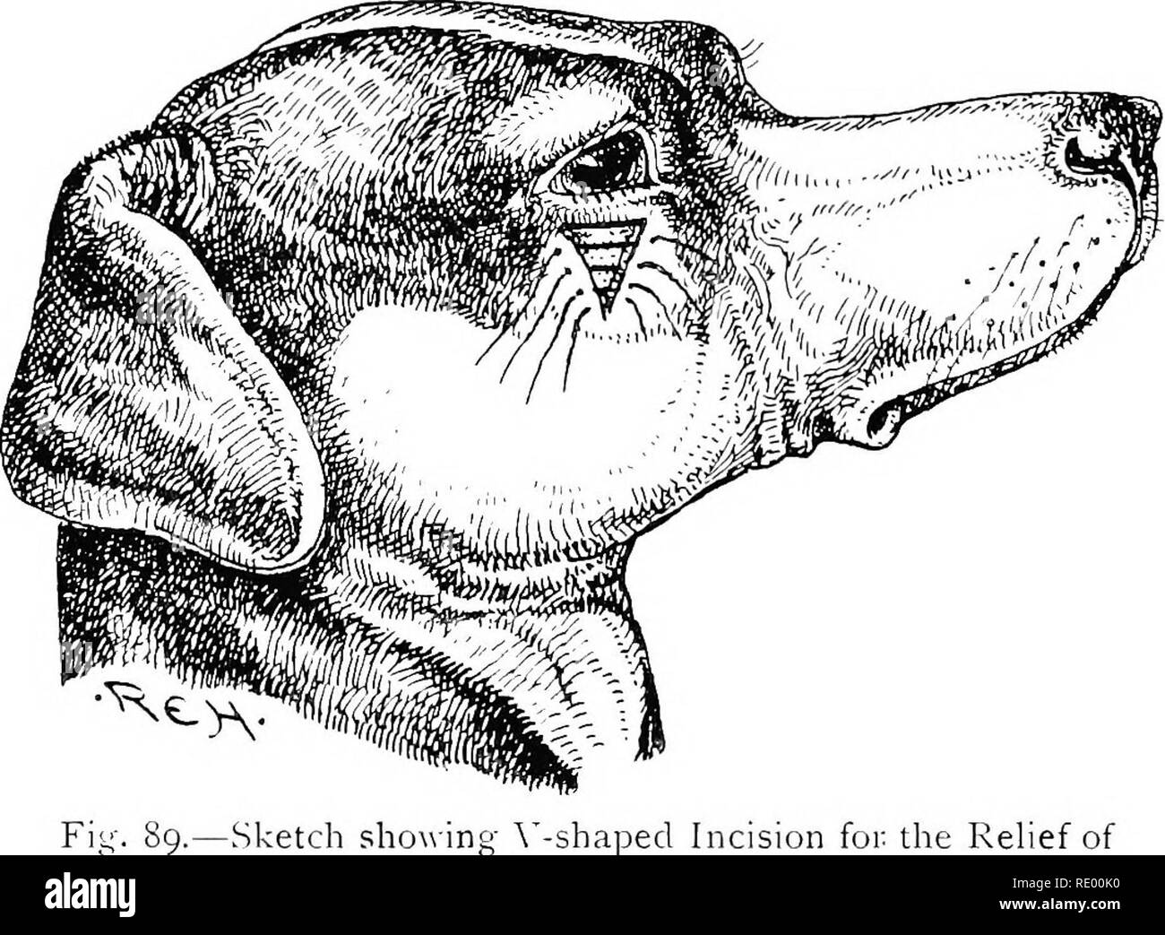 Dog mucous membrane hi-res stock photography and images - Alamy