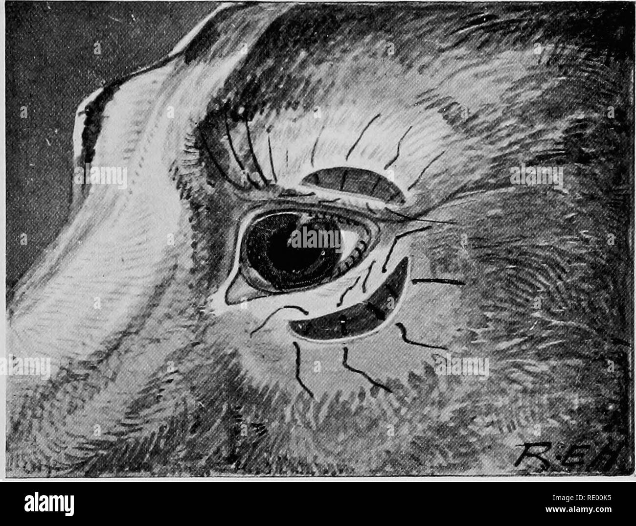 Scar above eye hi-res stock photography and images - Alamy