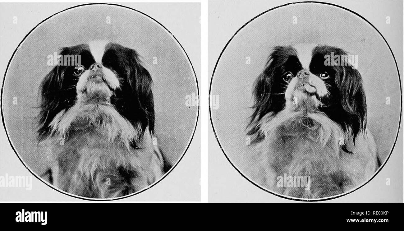 Eye surgery animal Black and White Stock Photos & Images - Alamy